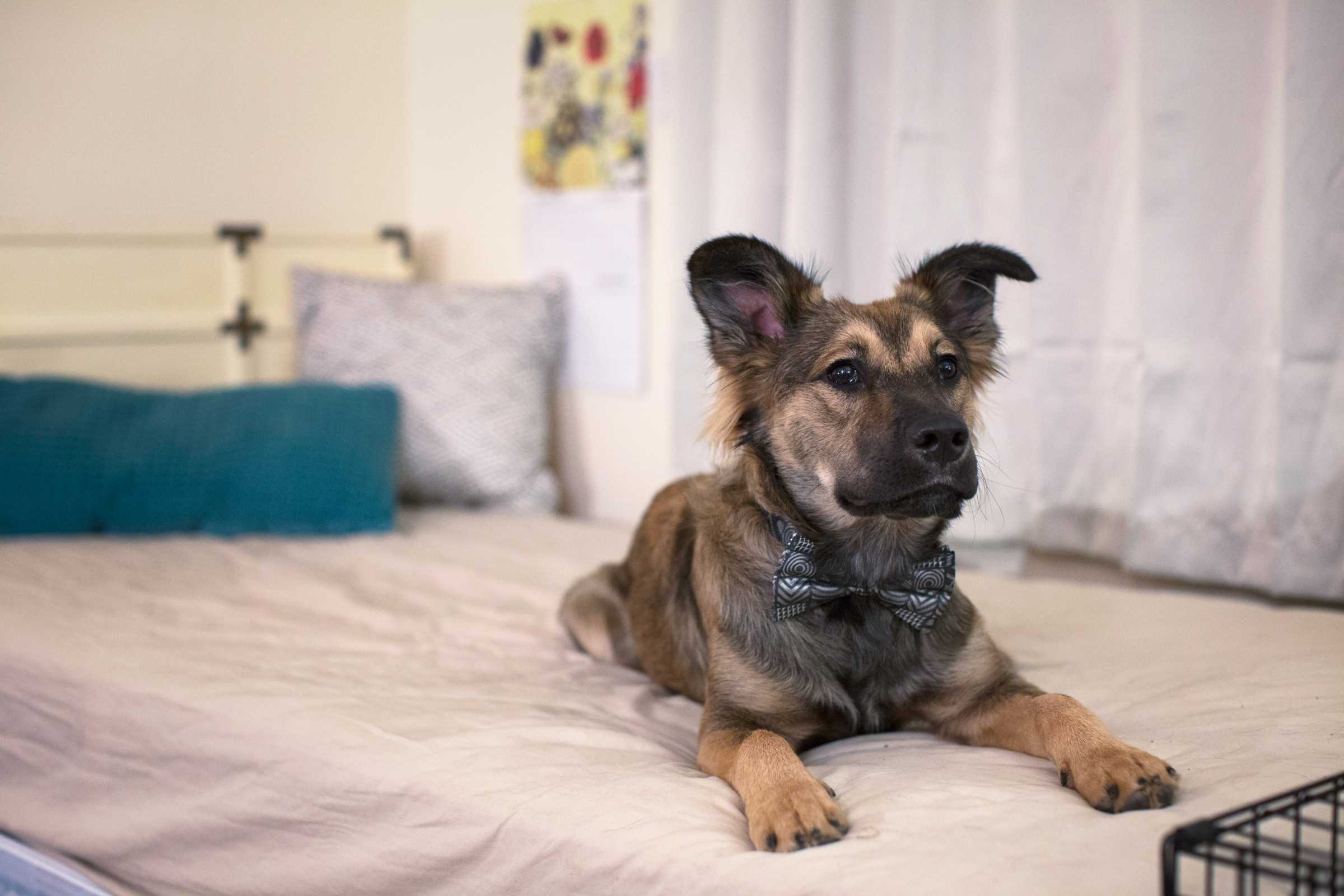 The Incredible Comfort of Pets – Reporter Magazine